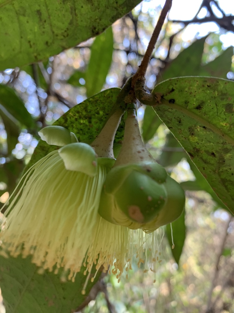 (Syzygium siamense) - Botanical Realm