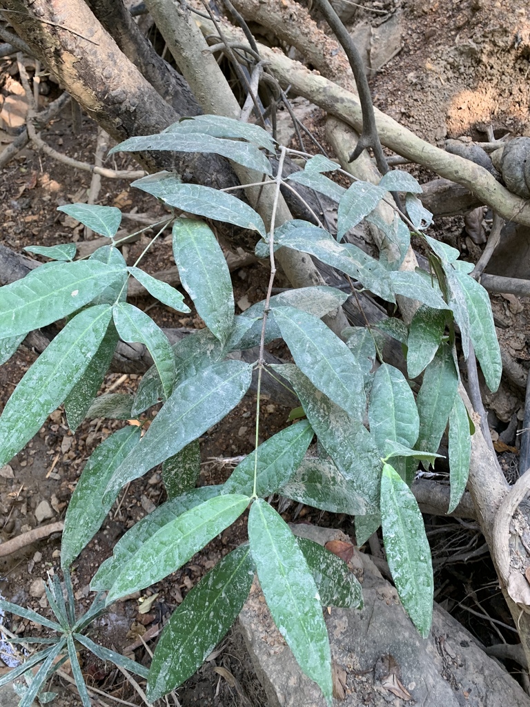 (Syzygium siamense) - Botanical Realm