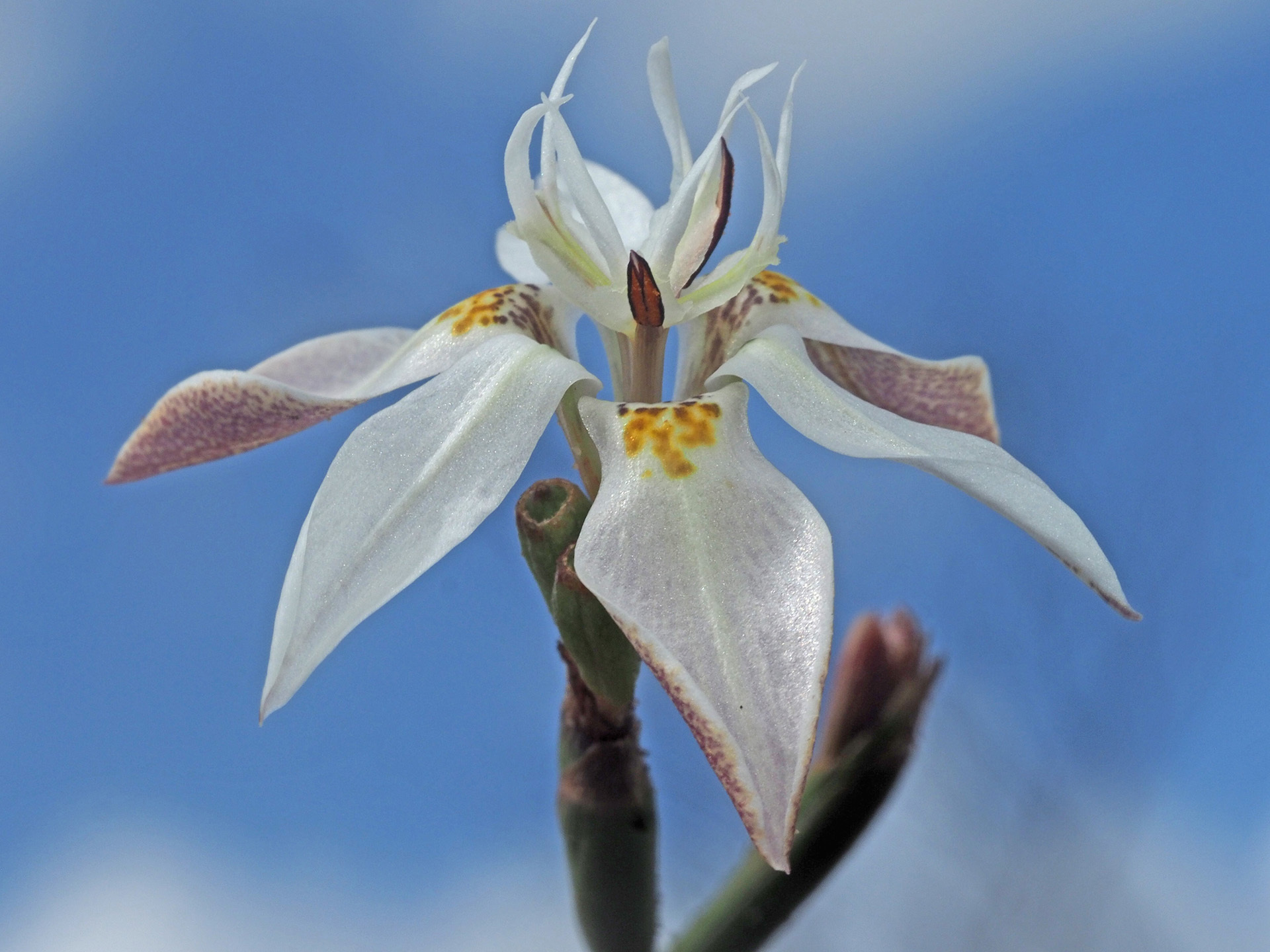 Moraea viscaria (L.f.) Ker Gawl.