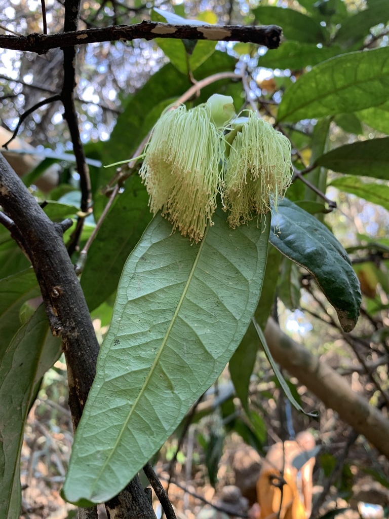 (Syzygium siamense) - Botanical Realm