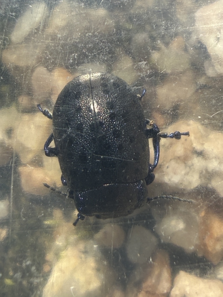 Chrysolina exanthematica exanthematica from 公立鳥取環境大学, 鳥取市, 鳥取県, JP on ...