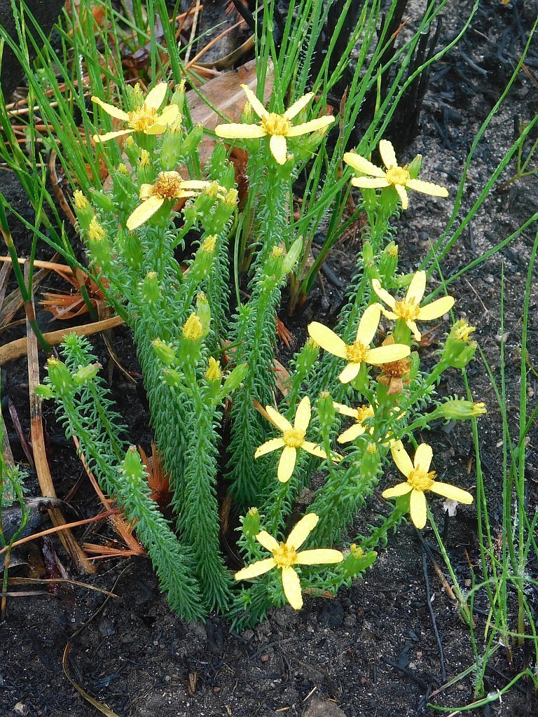 Senecio retortus from Overberg District Municipality, South Africa on ...