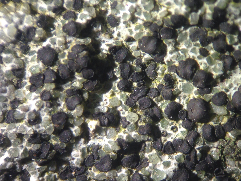 Porpidia subsimplex (Brandeis University - Lichen, Fungi and Non ...