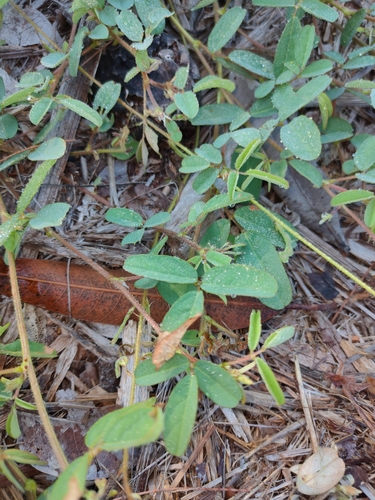 Grona filiformis · iNaturalist Mexico