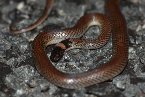 Bright-naped Snakes (Furina) - Snakes and Lizards