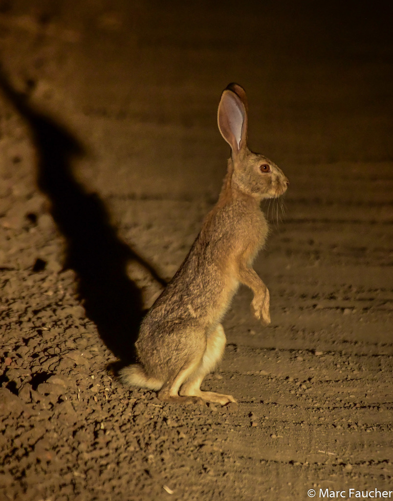 African Savanna Hare from Salamat Region, Chad on March 5, 2020 at 07: ...