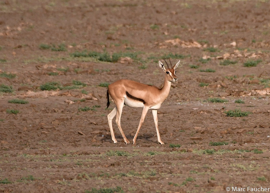 Red-fronted Gazelle (Eudorcas rufifrons) - Know Your Mammals