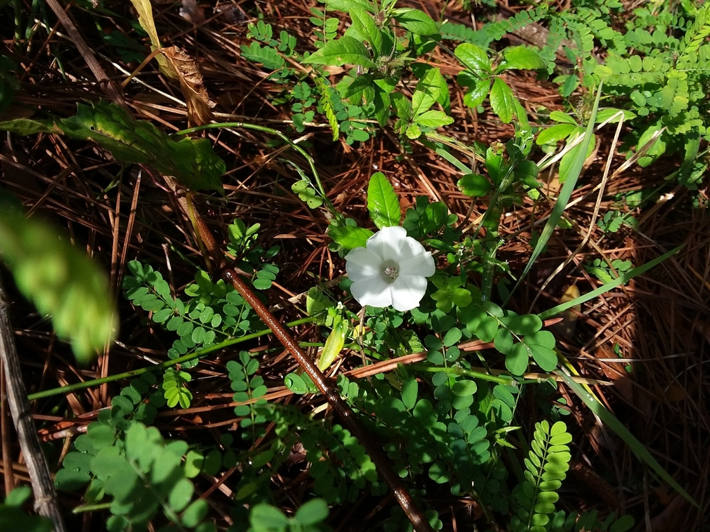 Distimake cissoides from Tamarac, FL, USA on March 12, 2020 at 10:05 AM ...