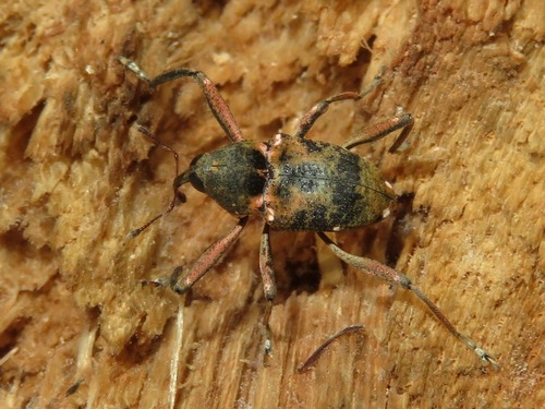 Macromerus gibbicollis · iNaturalist