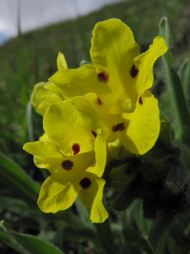 Arnebia (Kullu Valley Plants) · iNaturalist