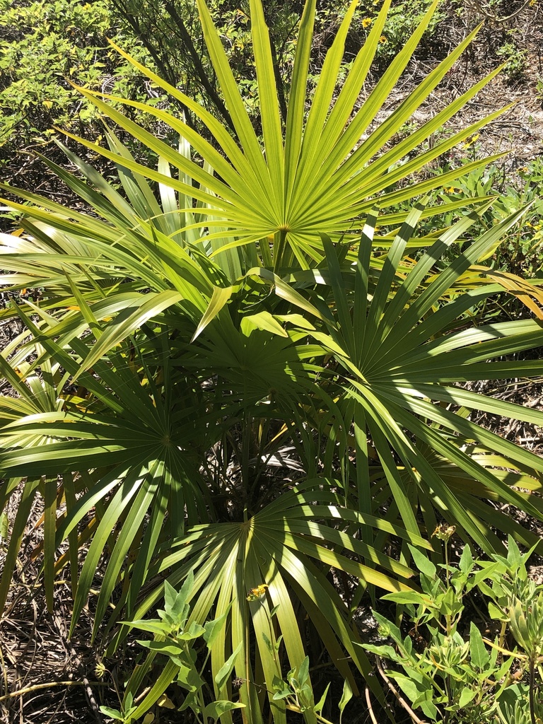 Florida Thatch Palm from Sanibel Island, Sanibel, FL, US on March 10 ...