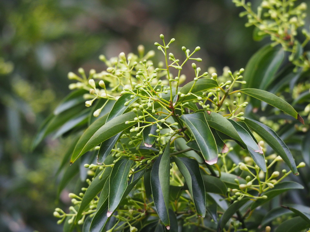Cinnamon tree (Cinnamomum burmanni) - Botanical Realm
