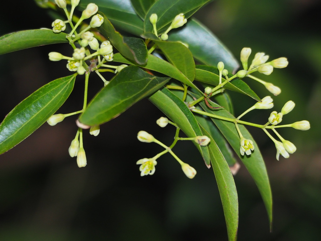 Cinnamon tree (Cinnamomum burmanni) - Botanical Realm
