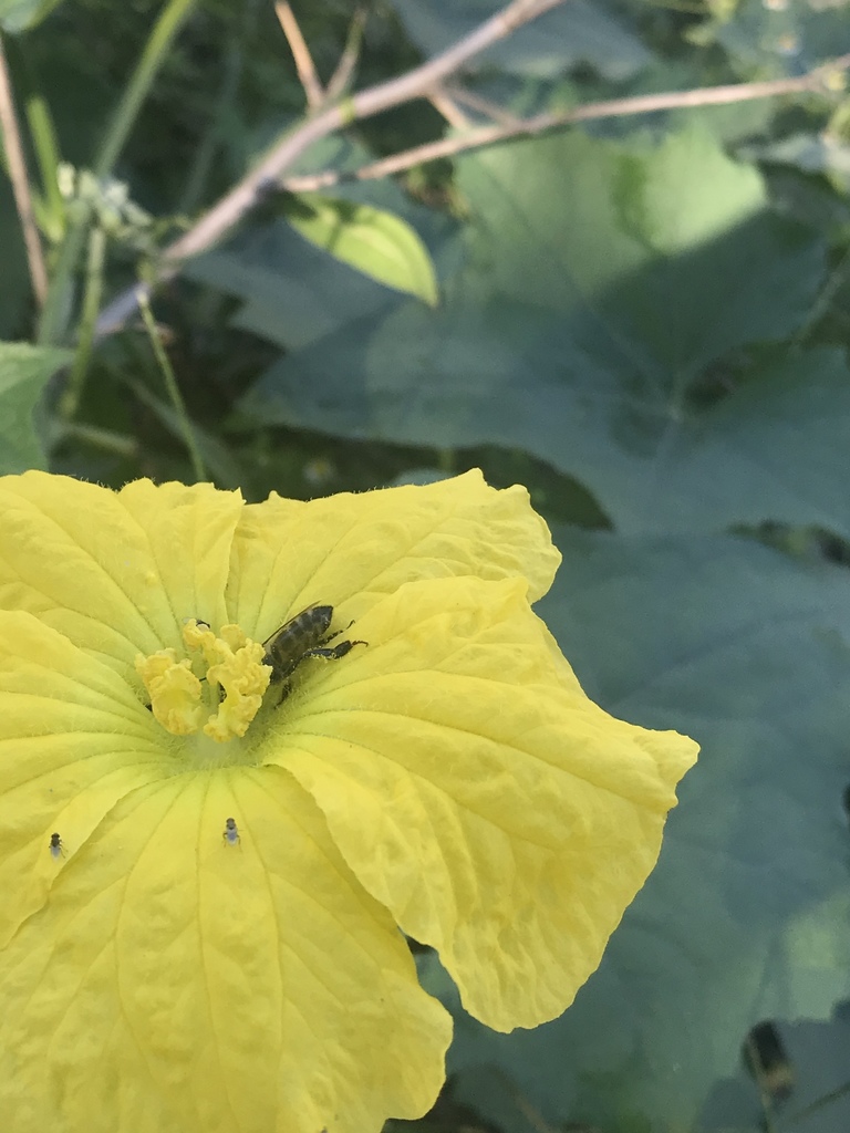 Western Honey Bee from Río Presidio, Mazatlán, SIN, MX on February 19 ...