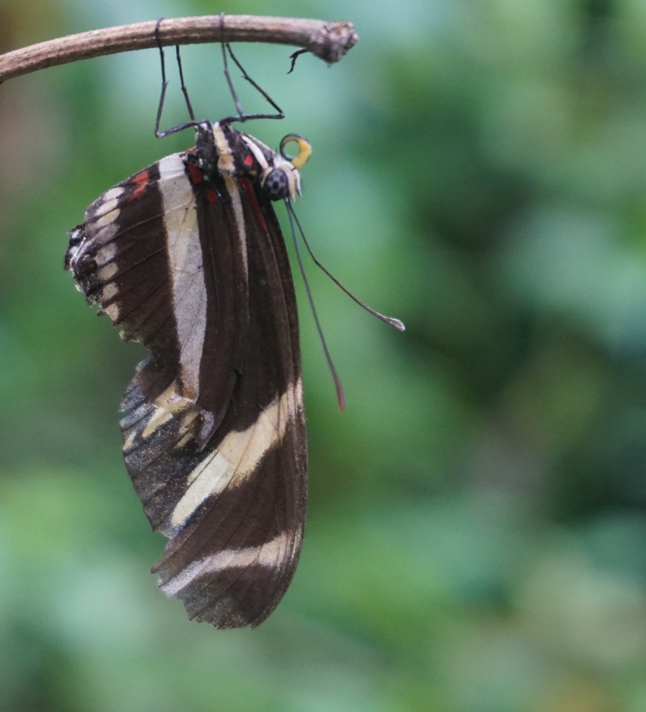 Zebra Longwing from Saba, Caribbean Netherlands on November 24, 2019 at ...