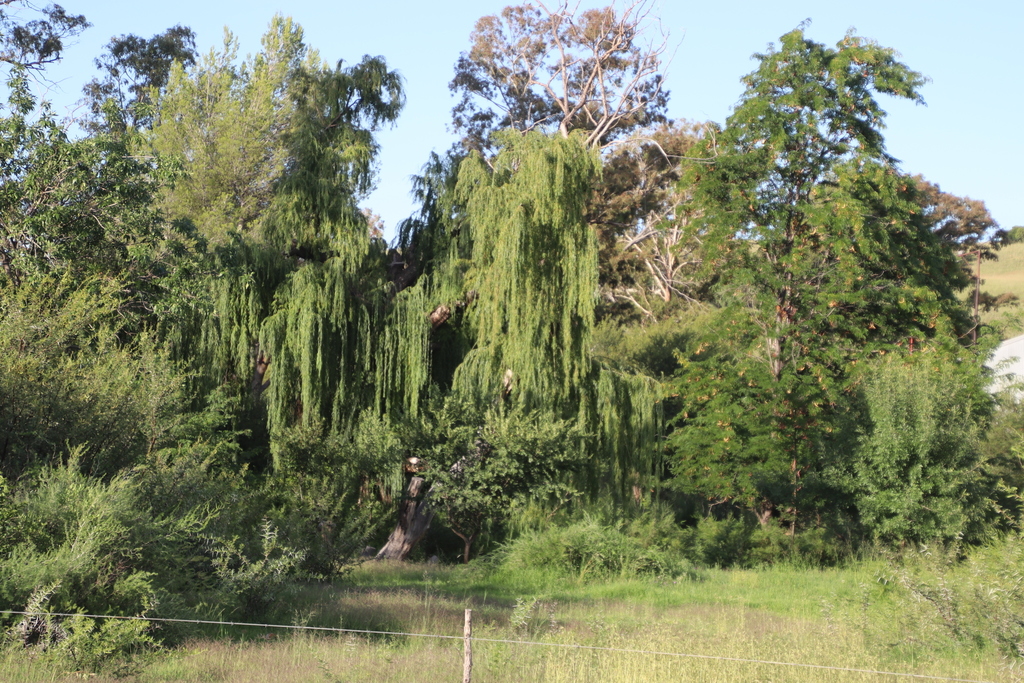 weeping willow (Salix babylonica) - Botanical Realm