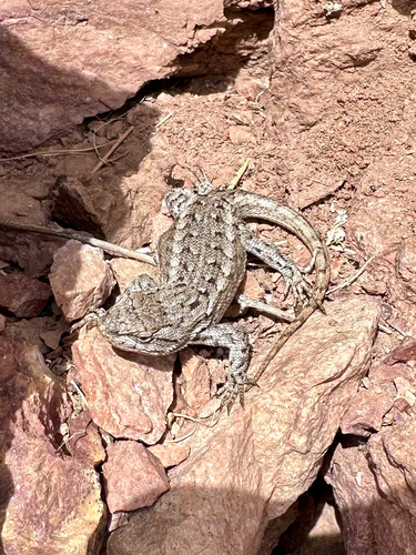 Prairie Lizard (Sceloporus consobrinus) - Snakes and Lizards