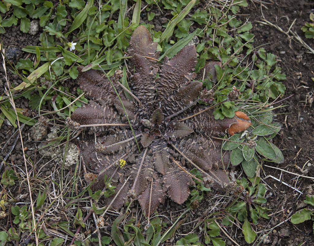 plantains (Plantago) - Botanical Realm