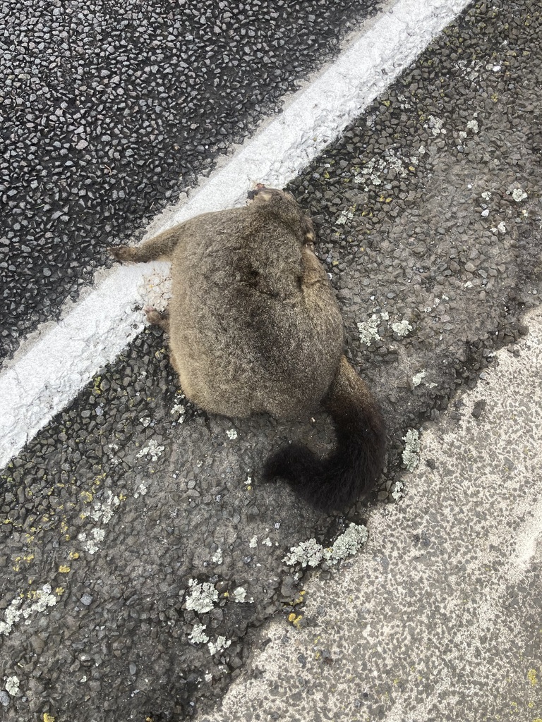 Common Brushtail Possum from Netherton, New Zealand on April 5, 2026 at ...