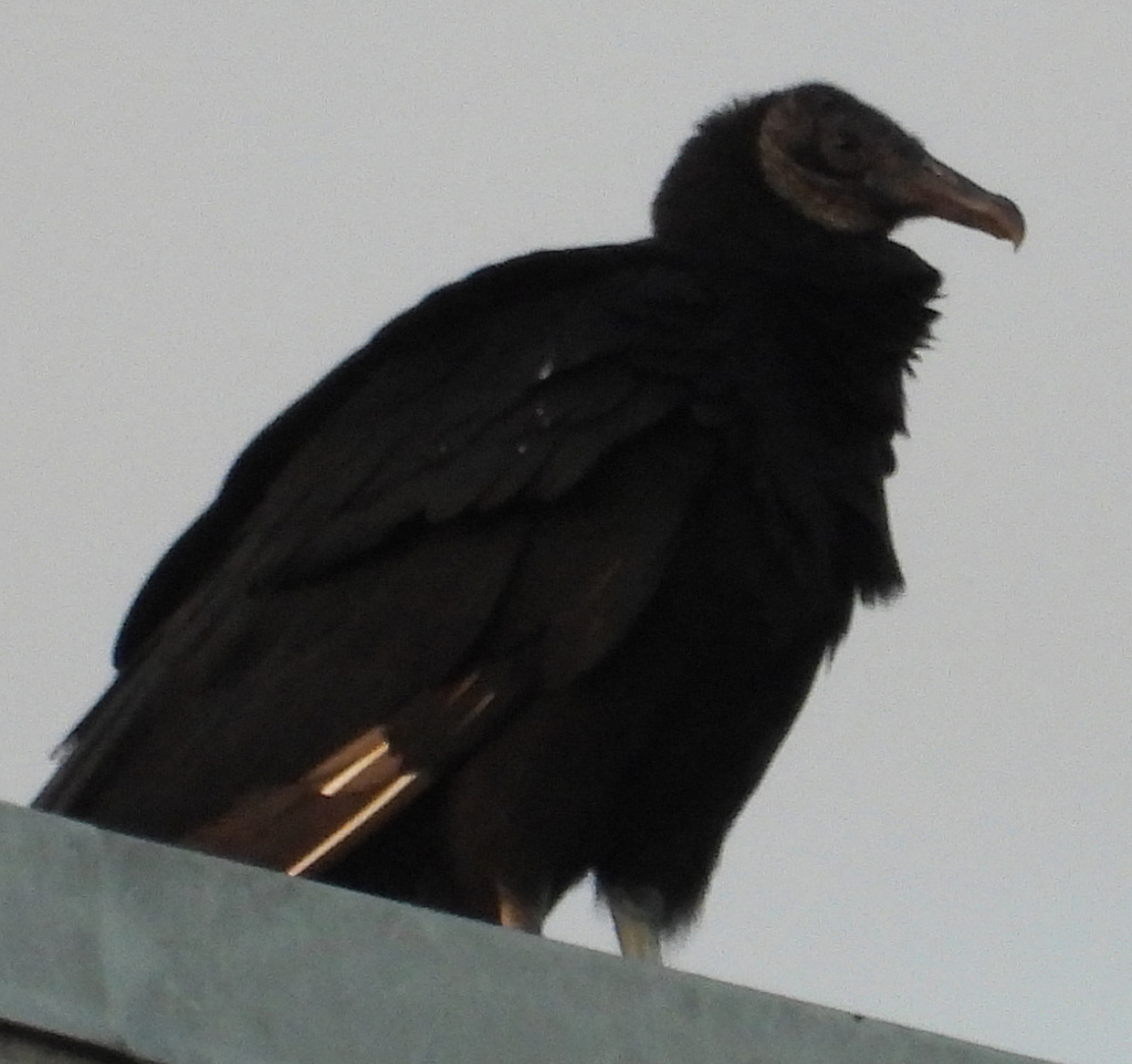 Black Vulture from Riderwood Village, Gracefield Road, Silver Spring ...