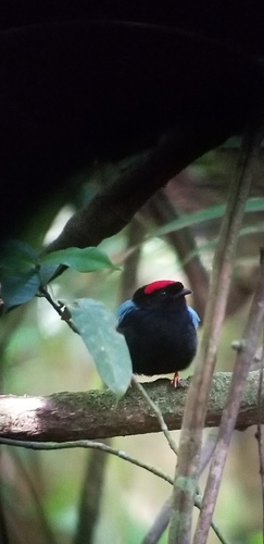 Tobago Manakin (Subspecies Chiroxiphia pareola atlantica) · iNaturalist