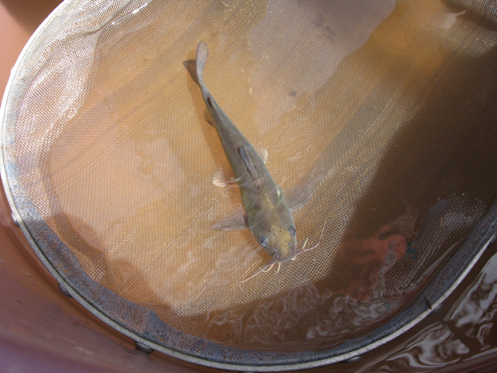 Ictalurus balsanus (Jordan & Snyder, 1899)