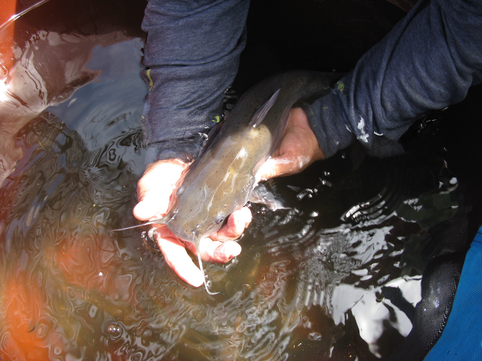 Ictalurus balsanus (Jordan & Snyder, 1899)