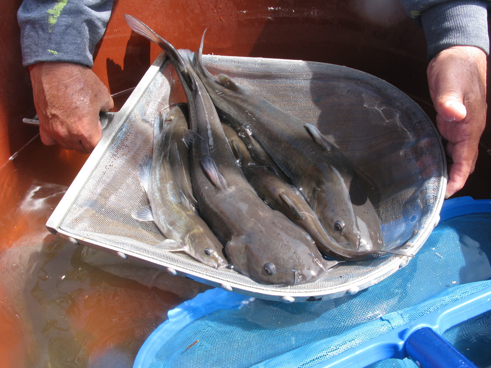 Ictalurus balsanus (Jordan & Snyder, 1899)