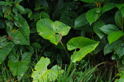 Xanthosoma purpureomaculatum · iNaturalist United Kingdom