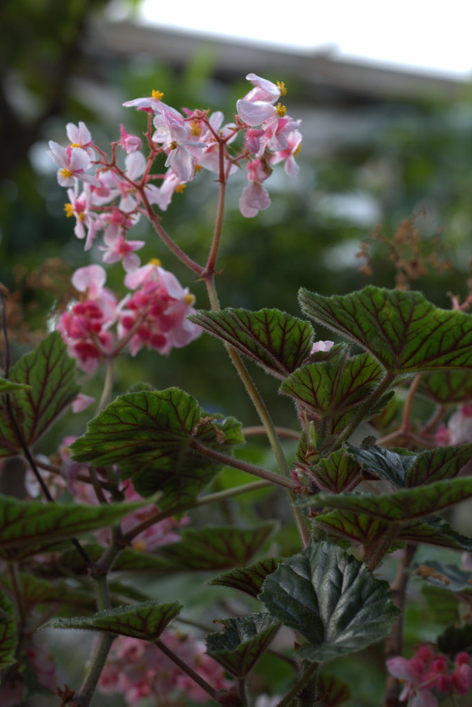 metal-leaf begonia (Begonia incarnata) - Botanical Realm