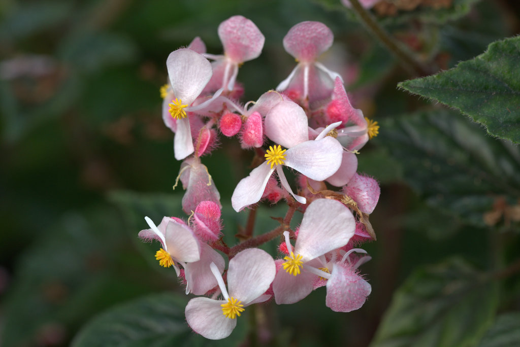 metal-leaf begonia (Begonia incarnata) - Botanical Realm