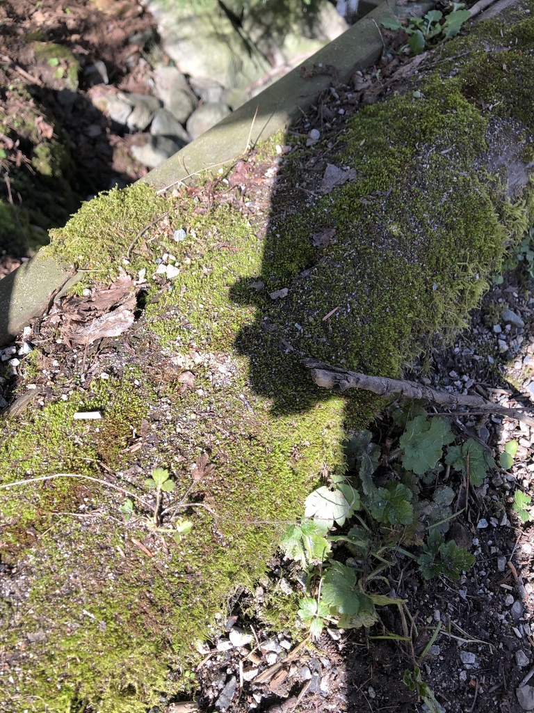tree-skirt moss from Bear Creek Park, Surrey, BC, CA on March 12, 2020 ...