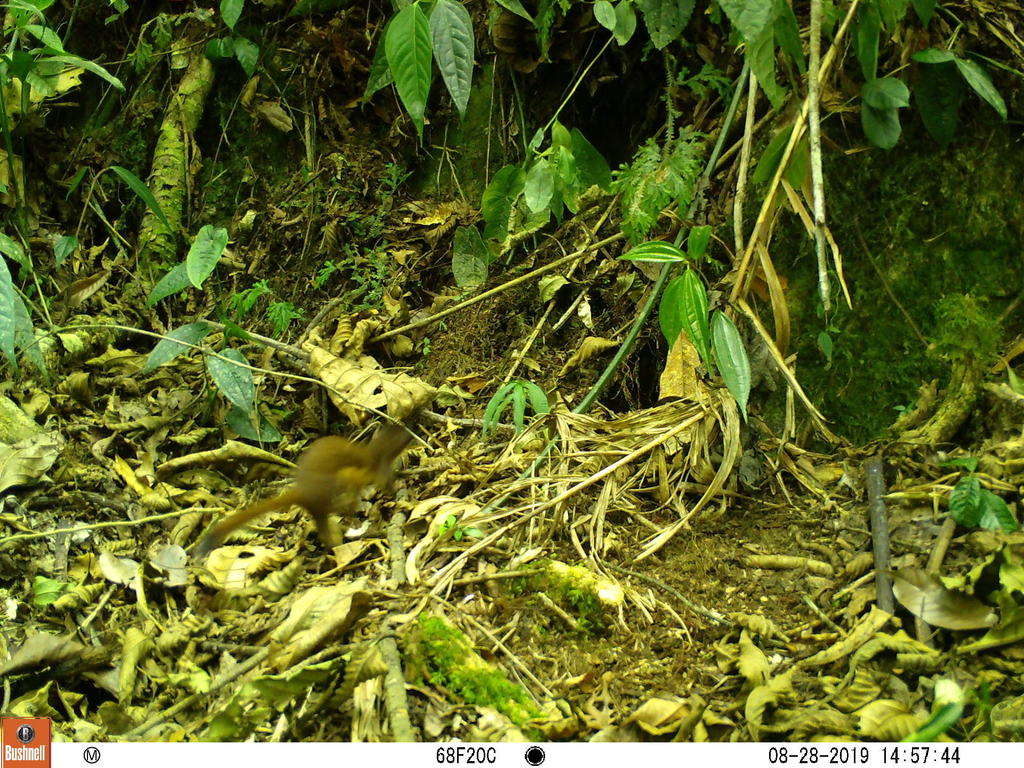 Long-tailed Weasel from Gachantivá, Boyaca, Colombia on August 28, 2019 ...