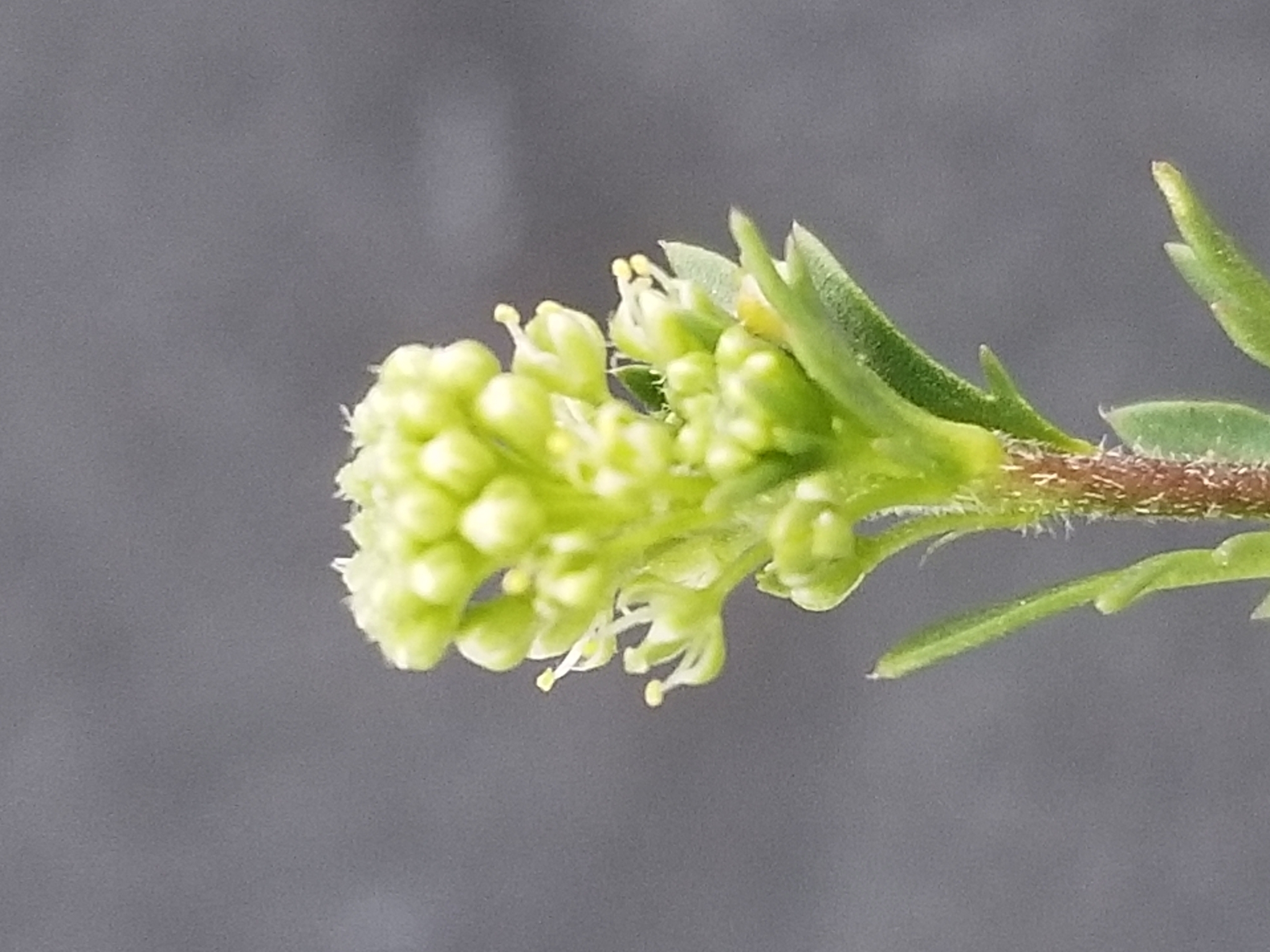 Lepidium oblongum Small