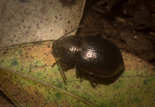 Adelium reductum · iNaturalist
