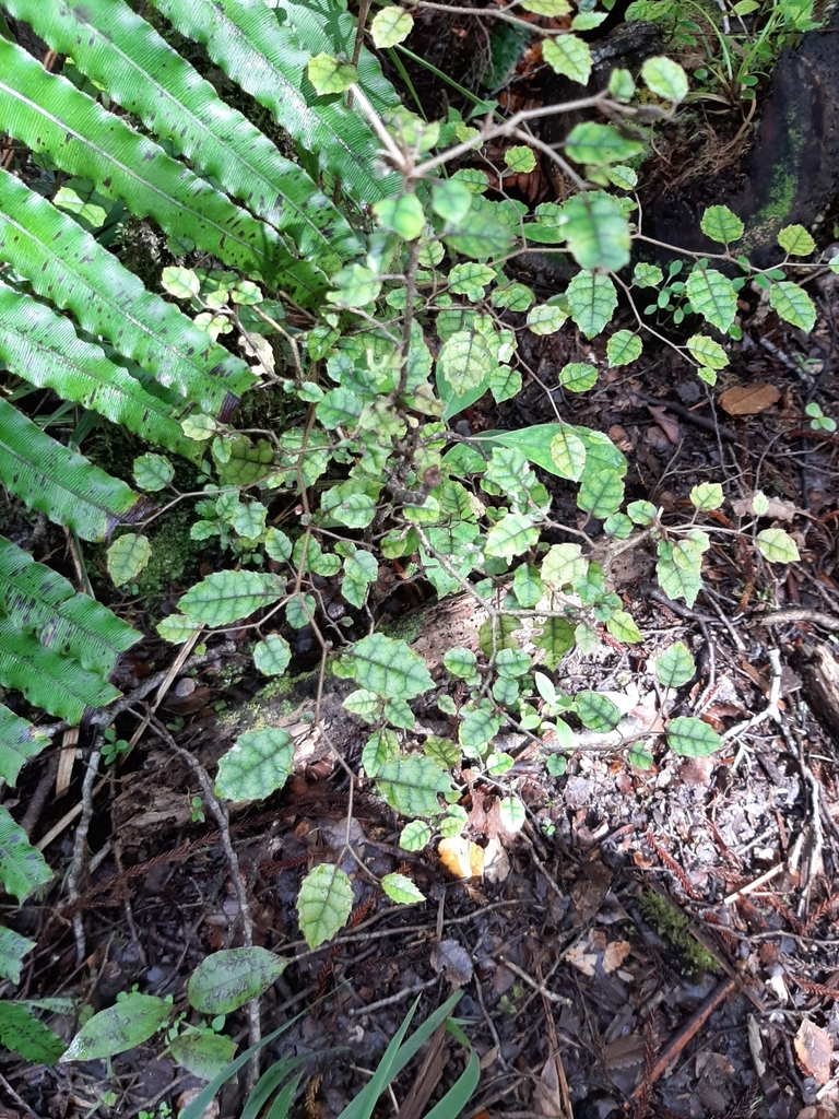 Marble leaf from Cape Foulwind 7892, New Zealand on March 12, 2020 at ...