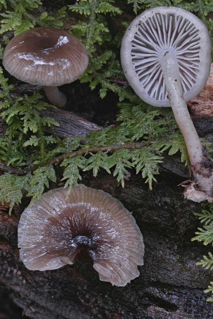 Mycena aprilis (Mycena (including Phloeomana) of the US) · iNaturalist
