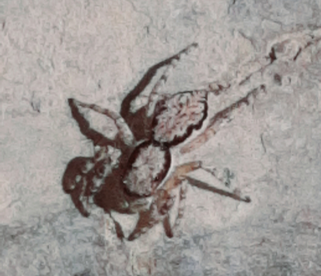 Gray Wall Jumping Spider from Urb. Madre Selva, San José, Santa Ana ...