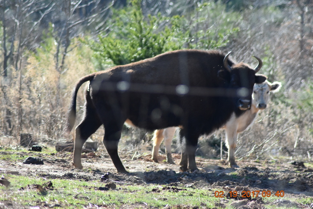Bos taurus × bison bison (Hibrid mammals) · iNaturalist