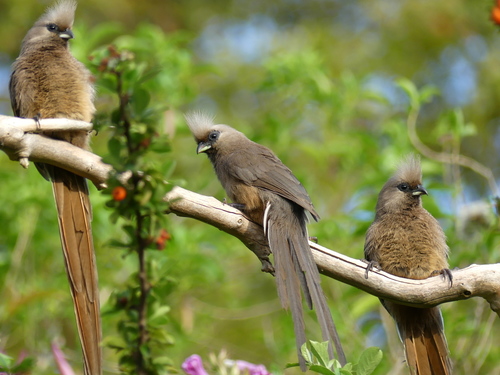 Foto 63370897, (c) Colin Ralston, algunos derechos reservados (CC BY-NC ...
