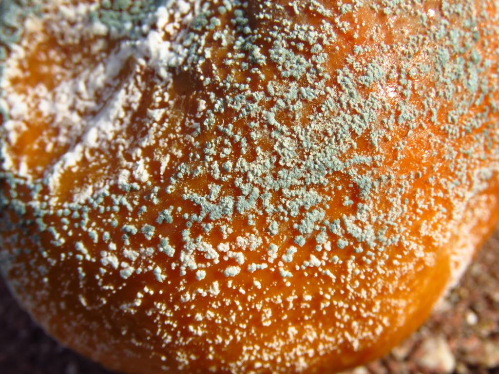 Apple blue mold (Fungi of southern Africa) · iNaturalist