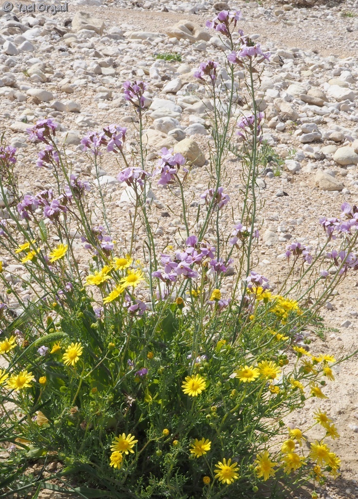Senecio glaucus subsp. coronopifolius (Maire) C.Alexander