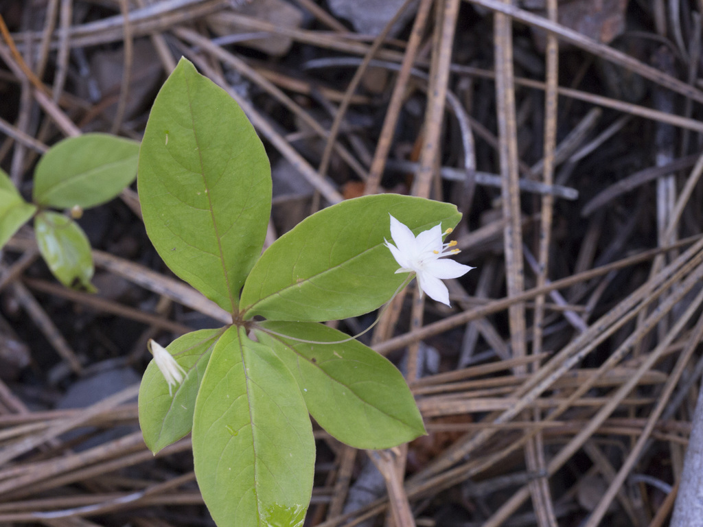 Star Flower (Bear Creek Redwoods Open Space Preserve) · iNaturalist