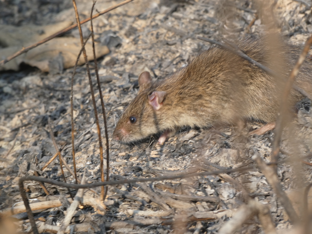 Lesser Bandicoot-rat from New Vision ECO City, Bangladesh on March 13 ...