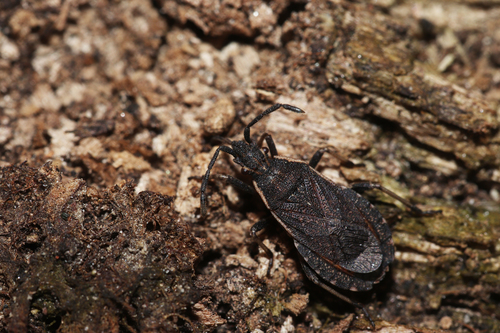 Nemocoris fallenii · iNaturalist United Kingdom