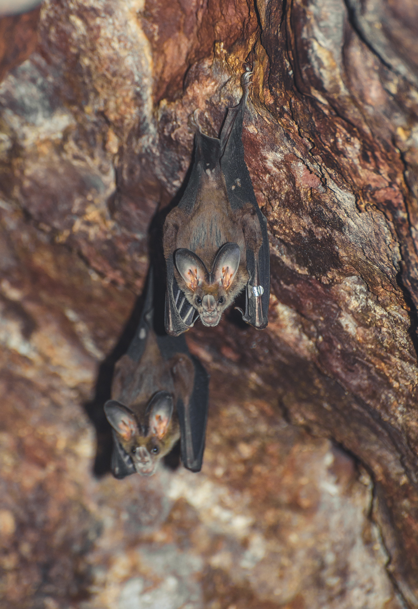 Lyroderma lyra (É.Geoffroy Saint-Hilaire, 1810)