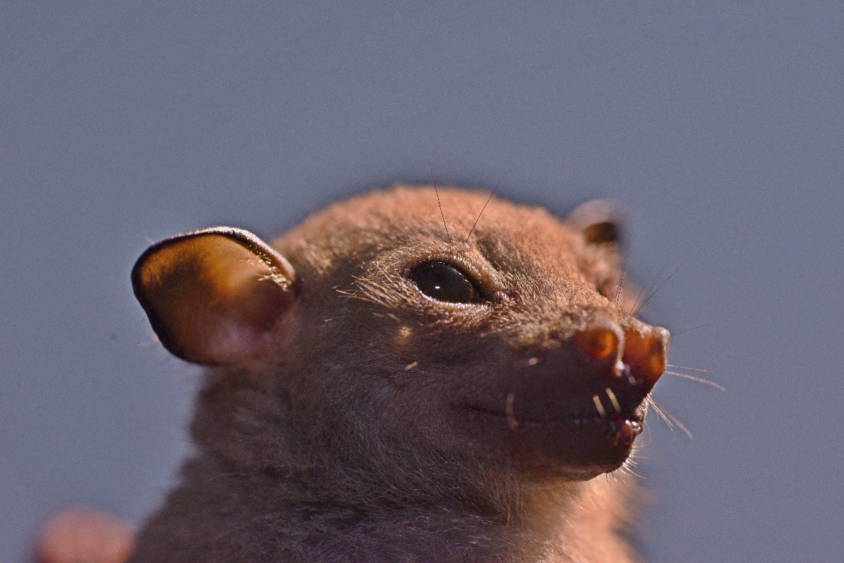 Megaerops niphanae Yenbutra & Felten, 1983