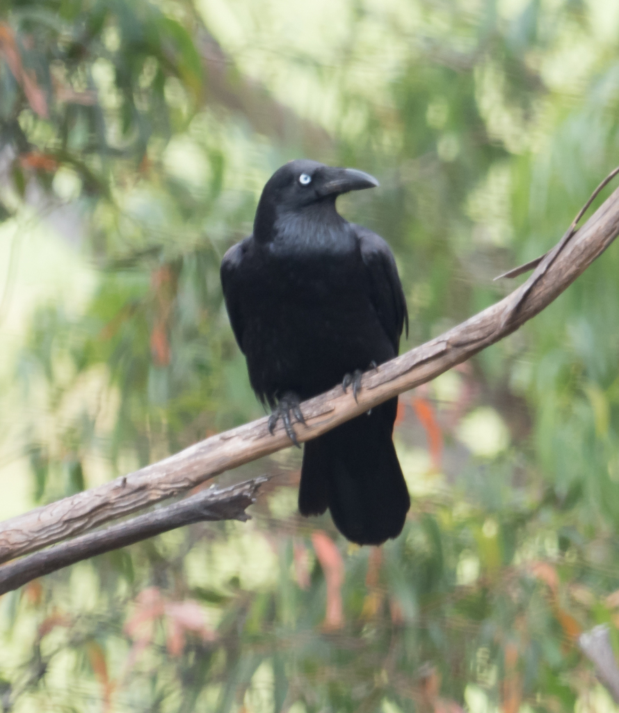 Forest Raven (Corvus tasmanicus) - Avian Discovery