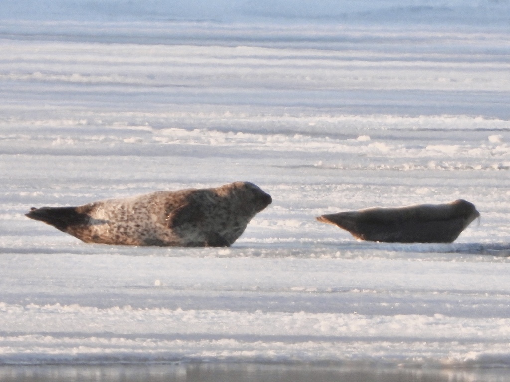 Ringed Seal and allies (Pusa) - Know Your Mammals