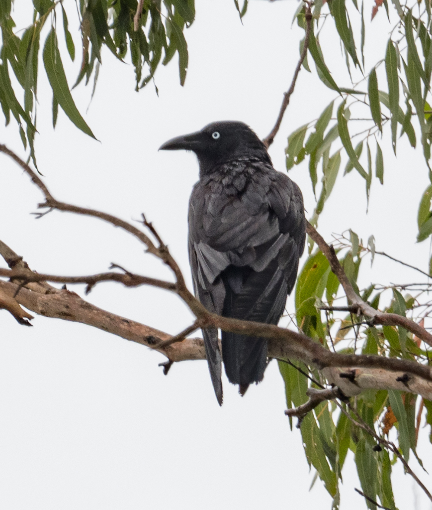 Forest Raven (Corvus tasmanicus) - Avian Discovery